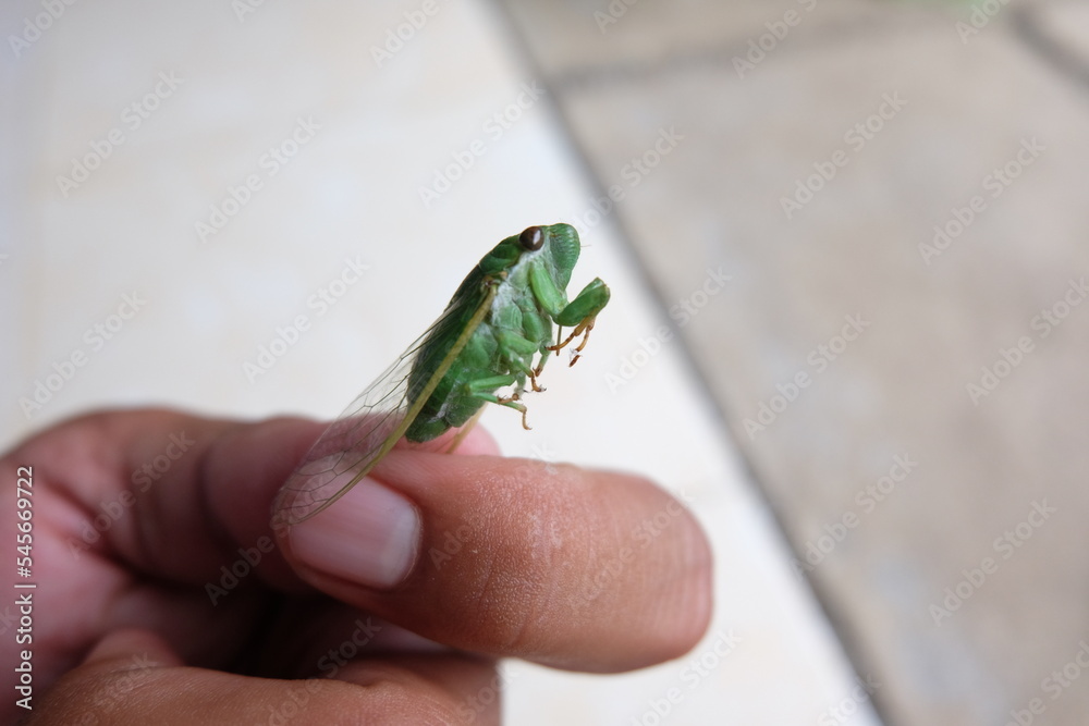 Tonggeret, also known as cicadas, are insects that belong to the ...