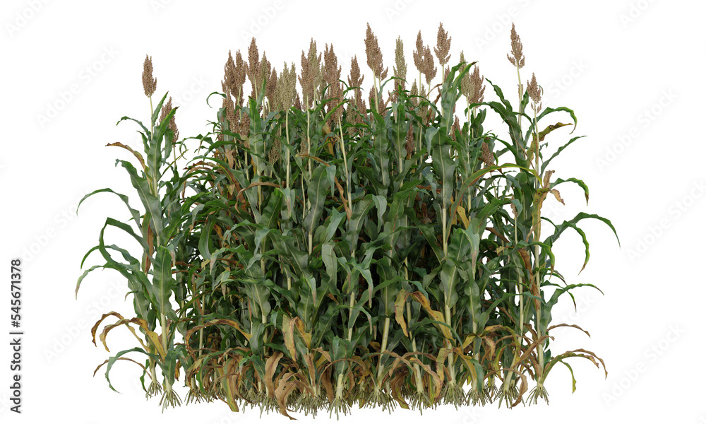 Great millet field isolated, grains field clipping path, milo field ...
