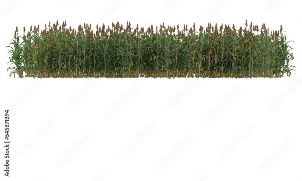 Great millet field isolated, grains field clipping path, milo field ...
