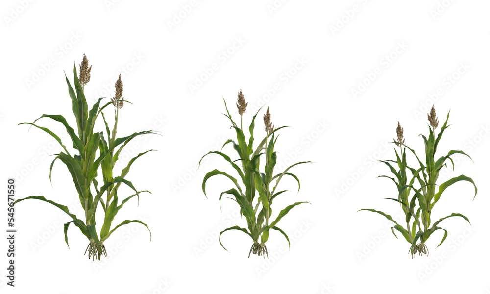 Great millet field isolated, grains field clipping path, milo field ...