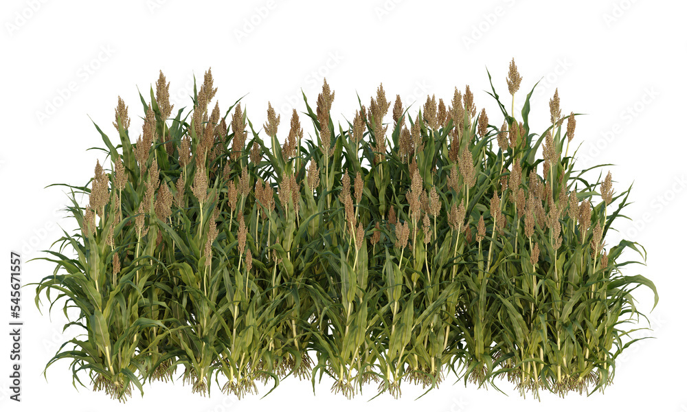 Great millet field isolated, grains field clipping path, milo field ...