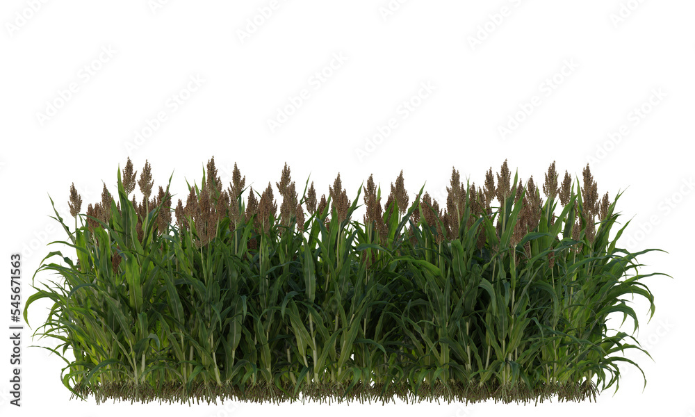 Great millet field isolated, grains field clipping path, milo field ...