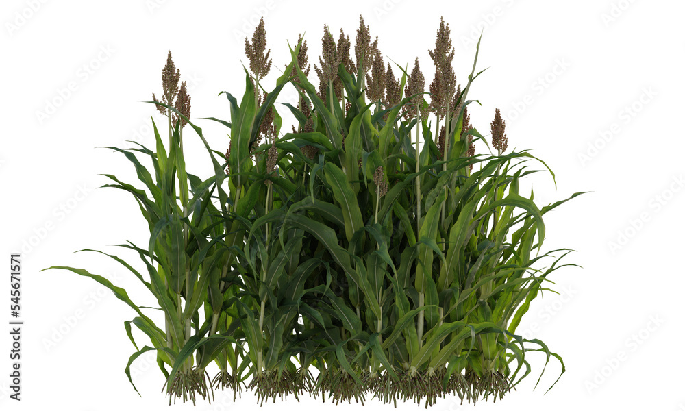 Great millet field isolated, grains field clipping path, milo field ...