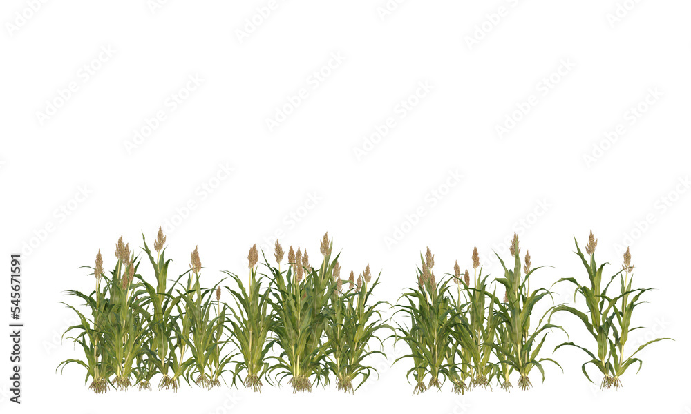 Great millet field isolated, grains field clipping path, milo field ...