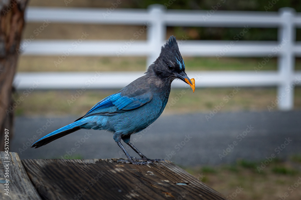 Steller's jay, with its beautiful blue feathers and fine crest, also ...