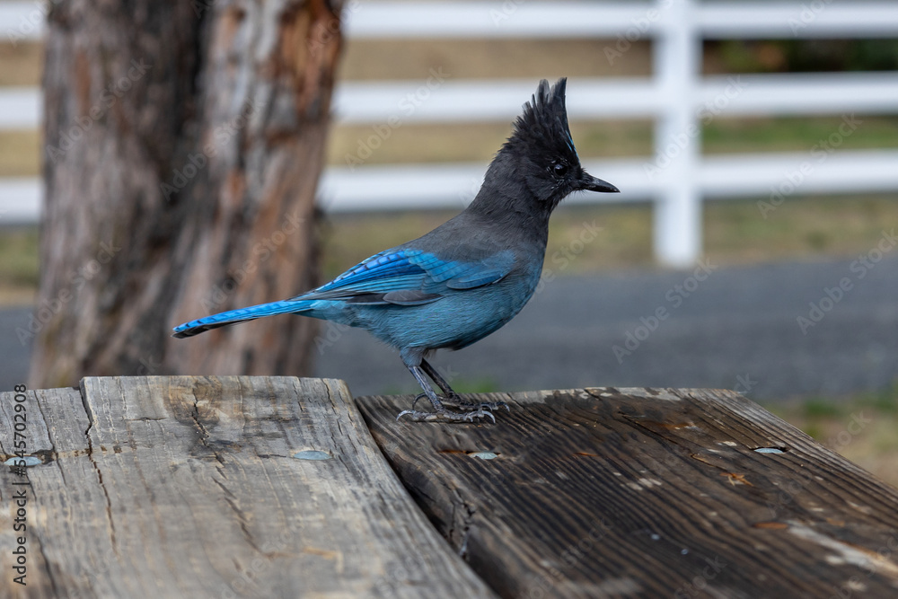 Steller's jay, with its beautiful blue feathers and fine crest, also known as the long-crested ...