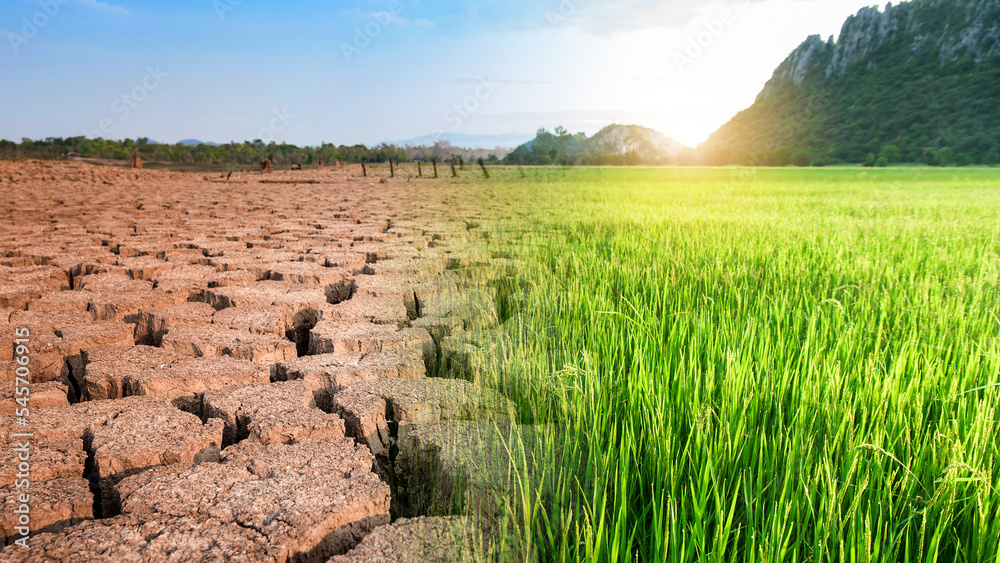 Green paddy rice field with dry and cracked ground land at sun rise ...