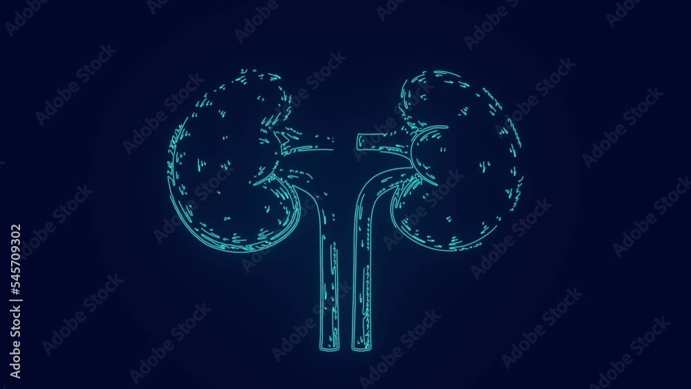 human kidneys animation human anatomy Internal organs medical research ...