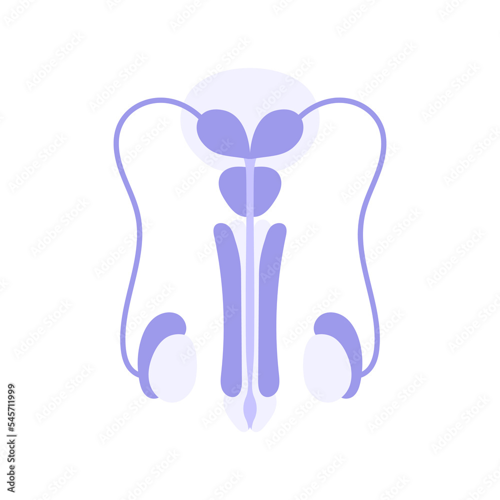 Image of Male reproductive system. Minimalistic flat illustration Stock ...