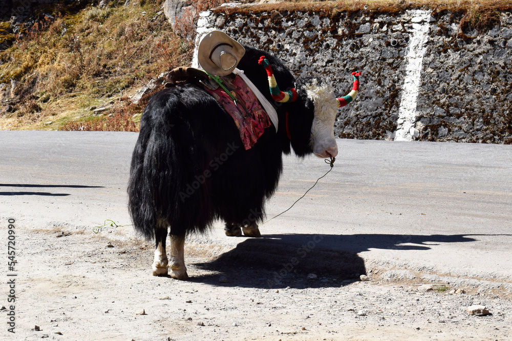 Yak ride around Tsomgo lake, Sikkim. Stock Photo | Adobe Stock
