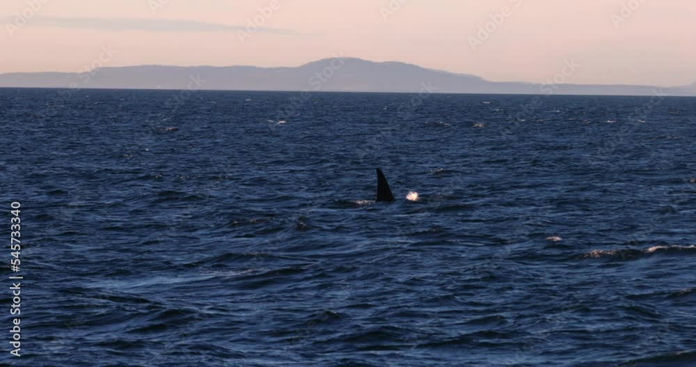 Orca killer whale swims at ocean surface -wide shot Stock Video | Adobe ...