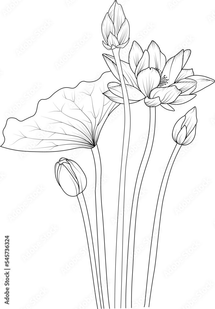 hand-drawn sketch of lotus flowers bouquet vector illustration engraved ...