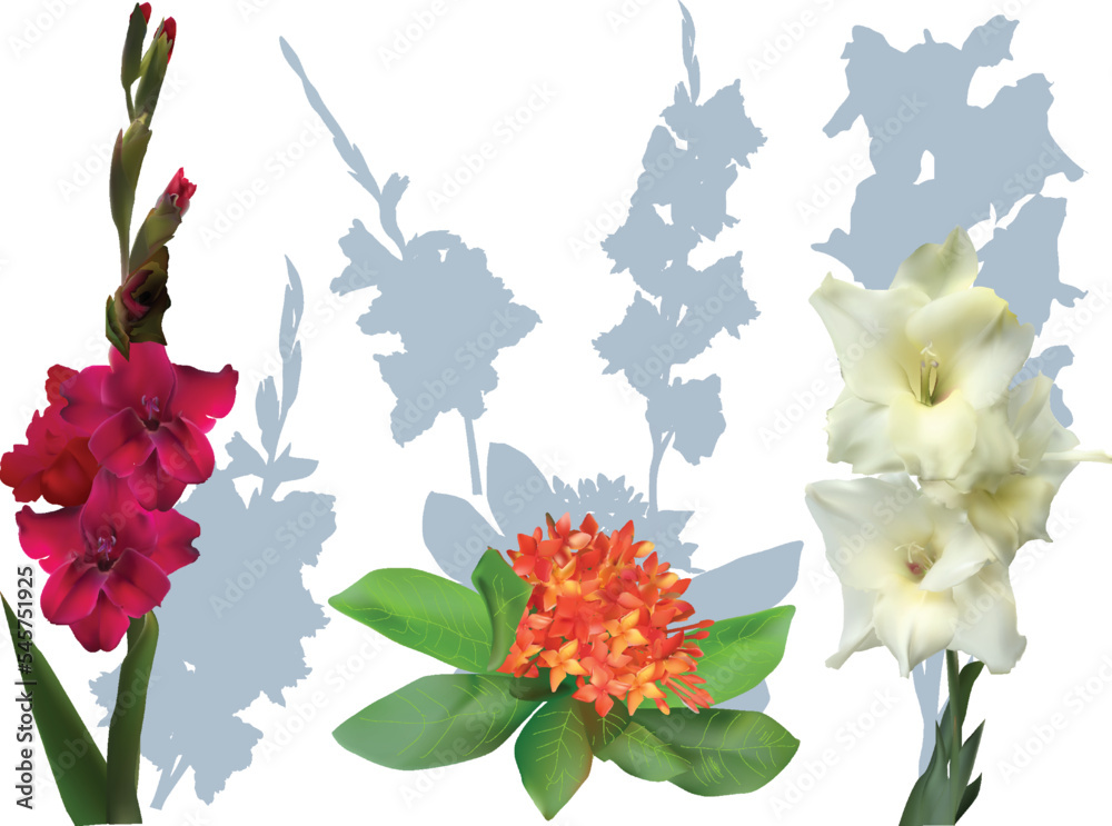 three color flowers with shadows isolated on white background Stock ...