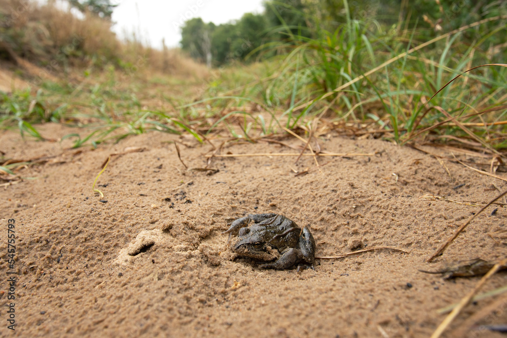 Water frog in the Biebrza National Park. Pelophylax cypriensis cower on ...