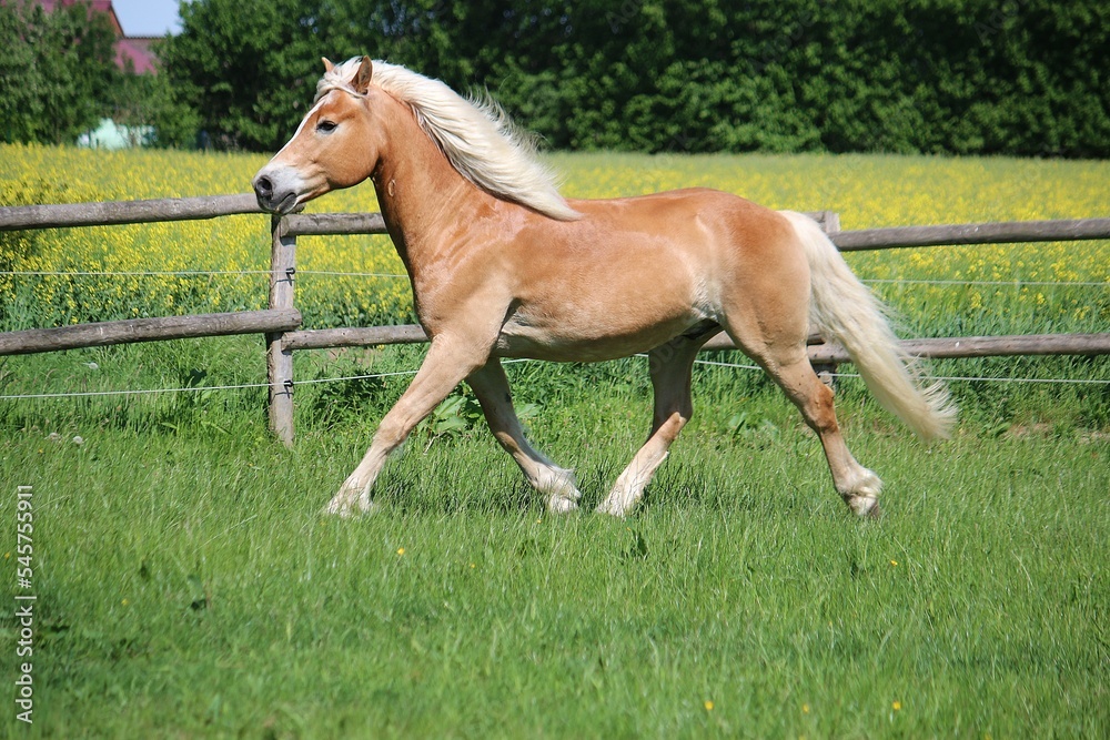 beautiful haflinger horse with beautiful hair is running on the paddock ...