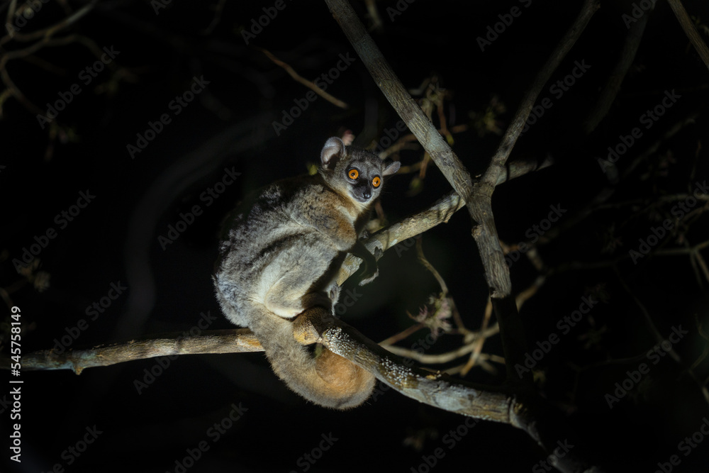 Foto de Red tailed sportive lemur in the Kirindy park. Lepilemur ...