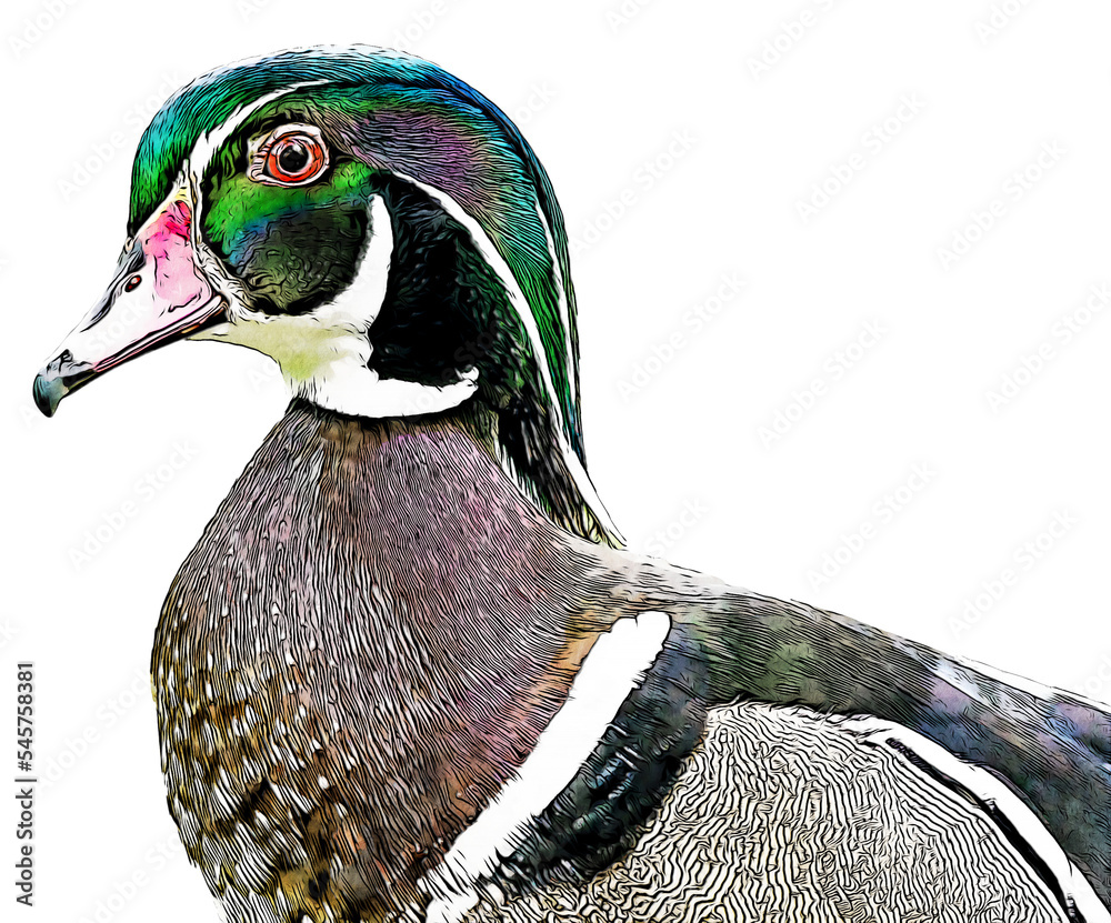 PNG with a transparent background digital watercolor portrait painting ...