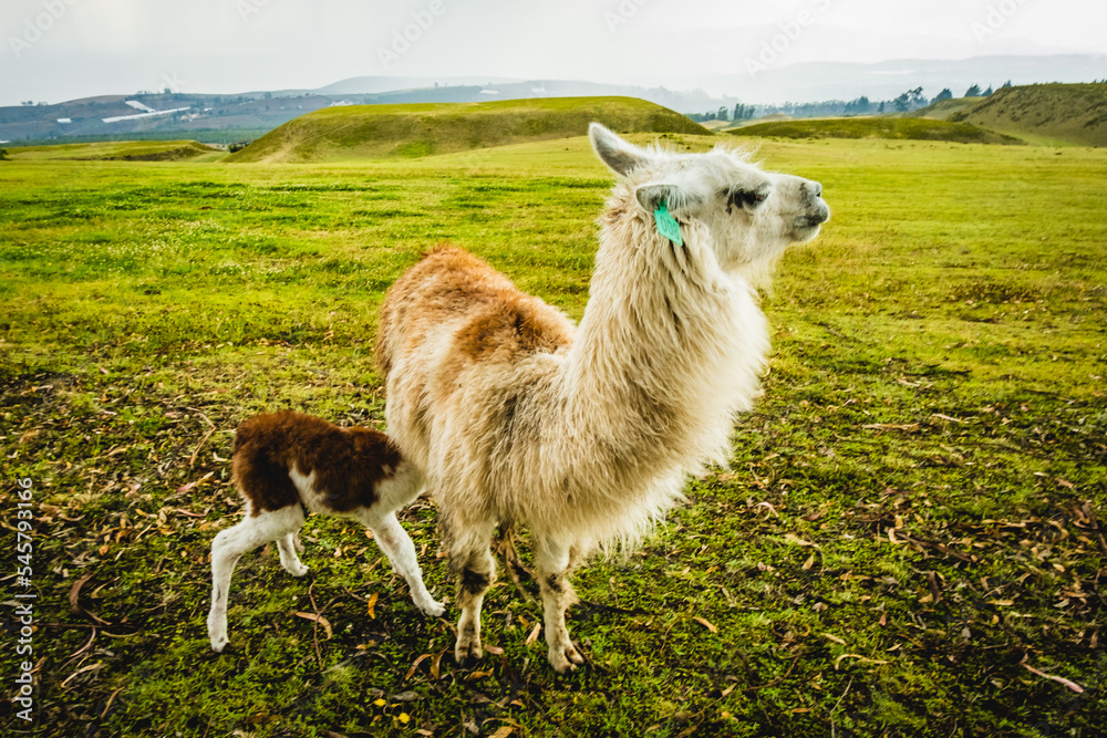 Llama Feeding Milk to her Calf in the Countryside Ecuador Woolly ...