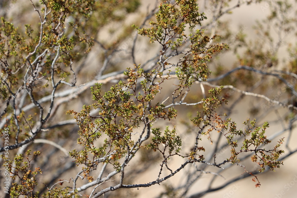 Green bifoliolately compound opposite distally mucronate entire ...