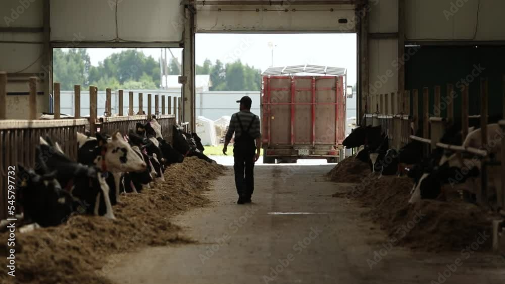 Industrial cultivation of cows on a milk or dairy farm. Cattle eating ...