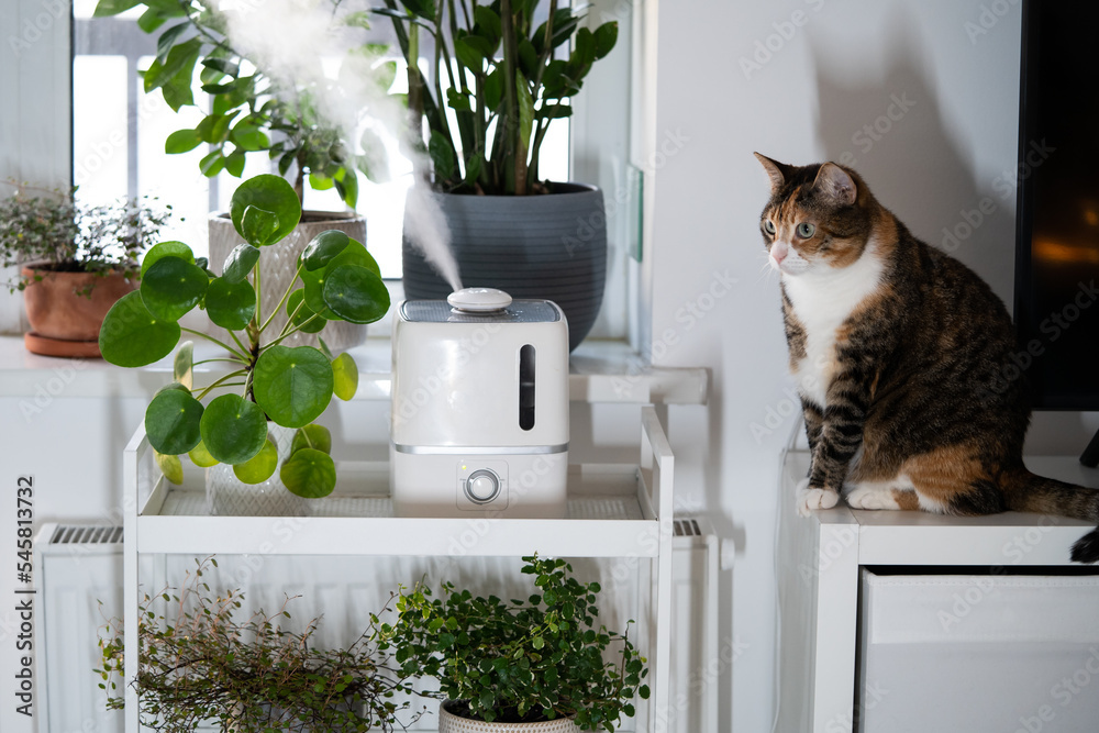 Cute cat pet sits near turned on air humidifier in apartment among ...