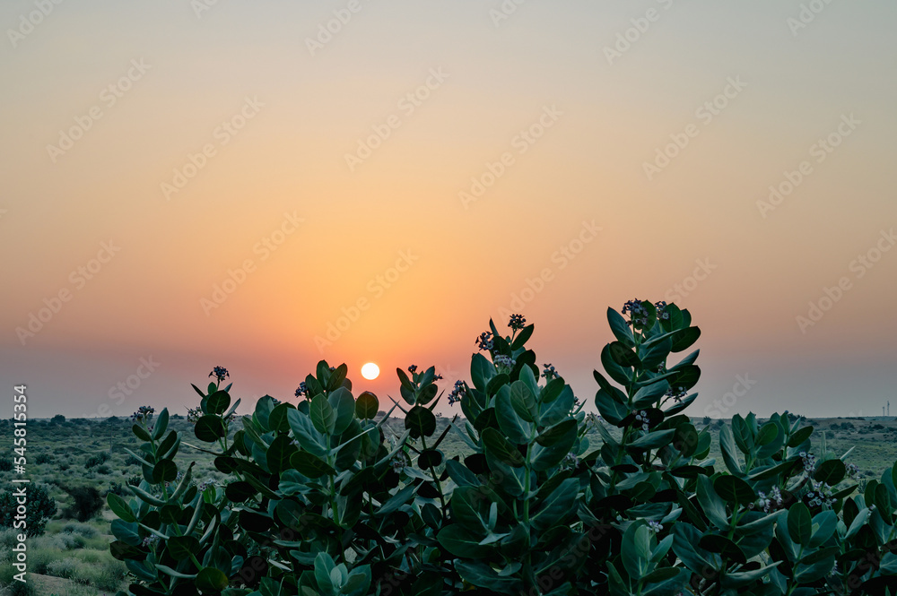 Sun rising at the horizon of Thar desert, Rajasthan, India. Tourists ...