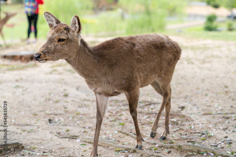 closeup view of a young japanese sika deer wandering in the park at ...
