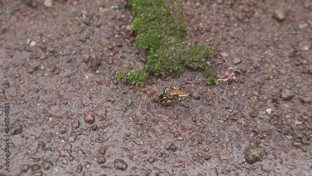 Polistes , Potter wasps,Mason wasps,Waps yellow jacket,Delta ...