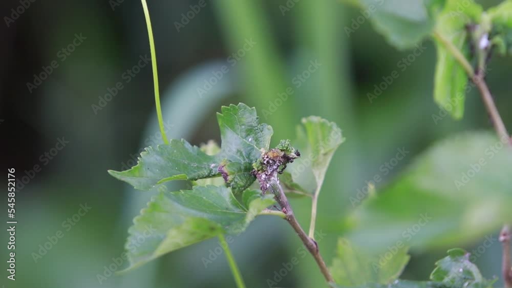 Polistes , Potter wasps,Mason wasps,Waps yellow jacket,Delta ...