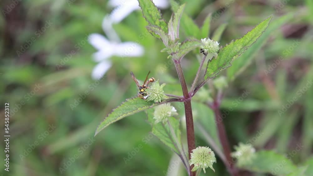 Polistes , Potter wasps,Mason wasps,Waps yellow jacket,Delta ...