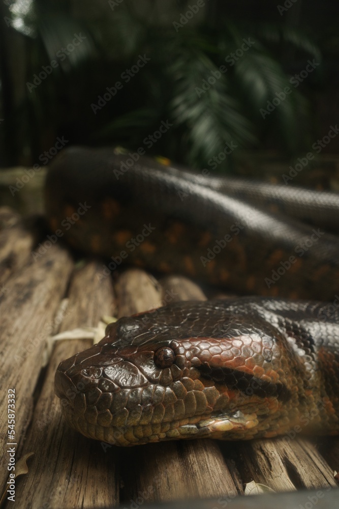 Anaconda snake in zoo, The green anaconda, also known as the giant ...