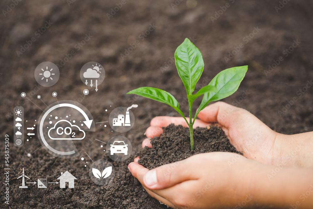 Trees grow in human hands. Hand planting trees with technology of ...