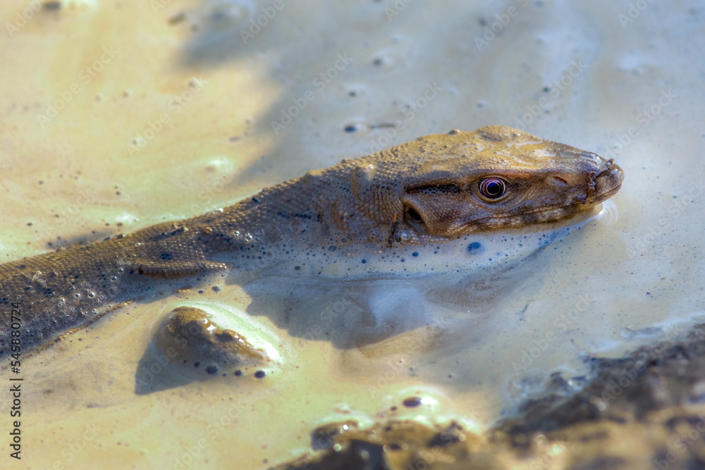 portrait of monitor lizard, Monitor lizards are lizards in the genus ...