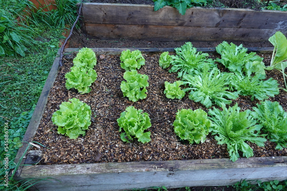 Cultivo de lechuga y escarola en el huerto Stock Photo | Adobe Stock