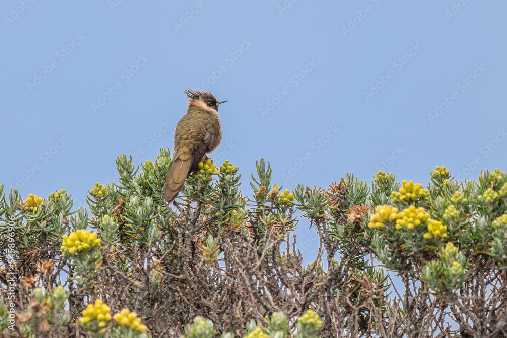 Bearded Helmet-crest, Oxypogon guerinii stuebelii, beautiful crest ...
