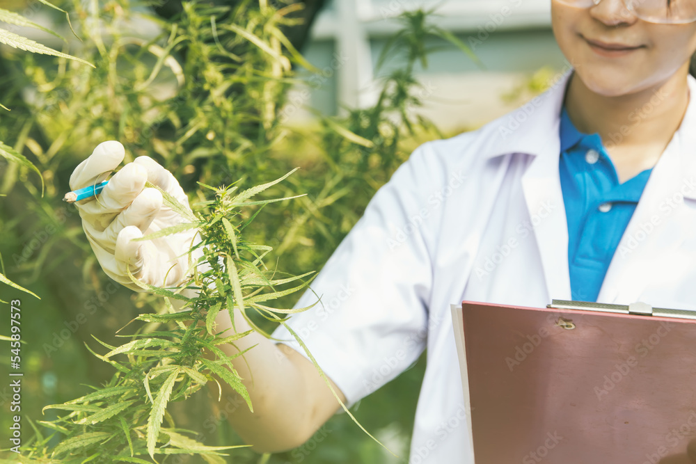 Asian female cannabis science researcher examines and notes on ...