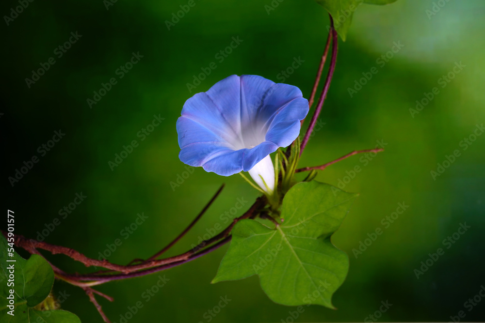 Foto de Wild Japanese morning glory flowers (Ipomoea nil) is a species ...