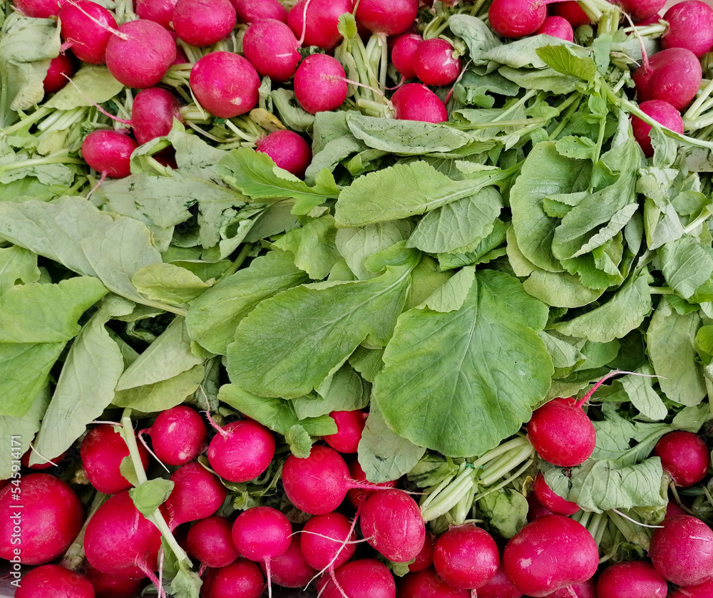 Fondo con detalle y textura de multitud de rabanos pequeños en tonos ...