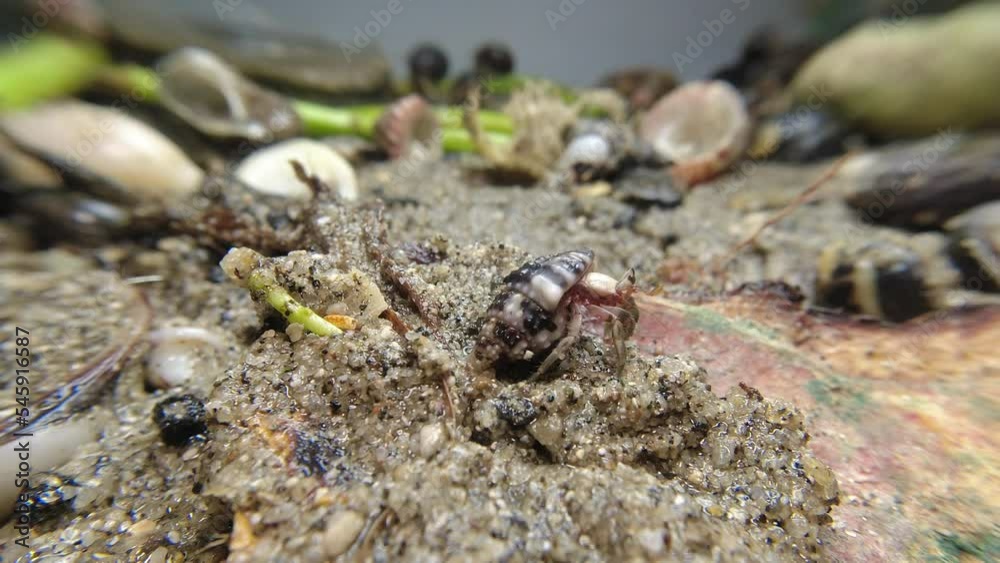 hermit crab,Paguroidea, Clibanarius fonticola are omnivorous scavengers ...