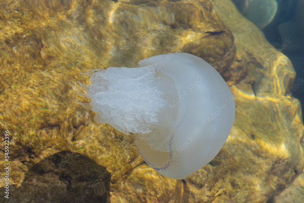 Rhizostomae. Jellyfish of the Black Sea. Stock Photo | Adobe Stock