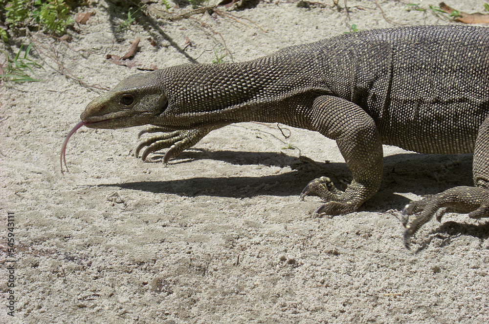 Echse am Strand Thailand zeigt Zunge Stock Photo | Adobe Stock