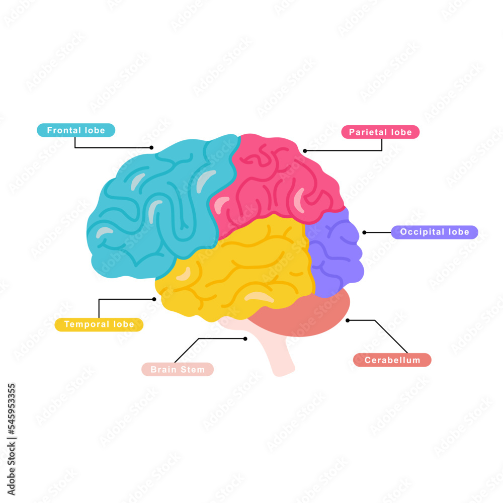 Structure of human brain schematic vector illustration. Medical science ...