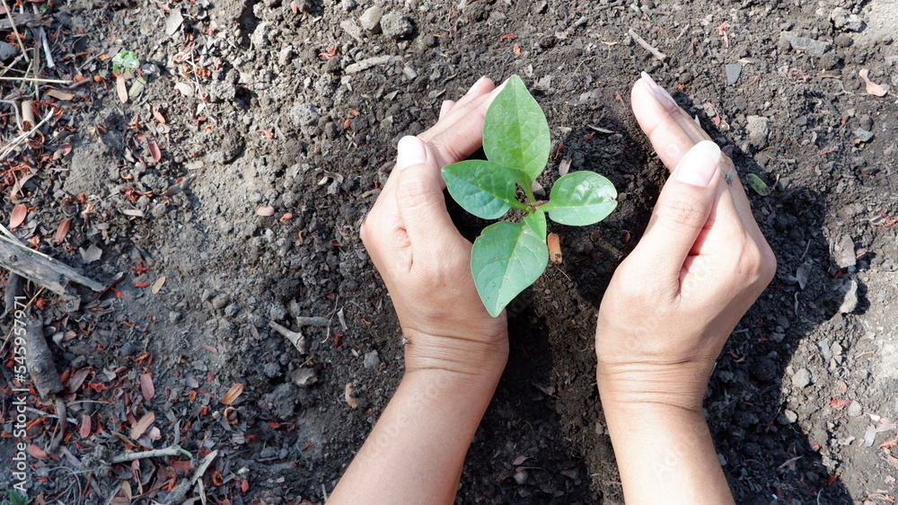 Young woman's hand planting a tree at the land plot. Tree in hand. Tree ...