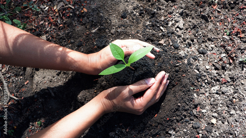Young woman's hand planting a tree at the land plot. Tree in hand. Tree ...