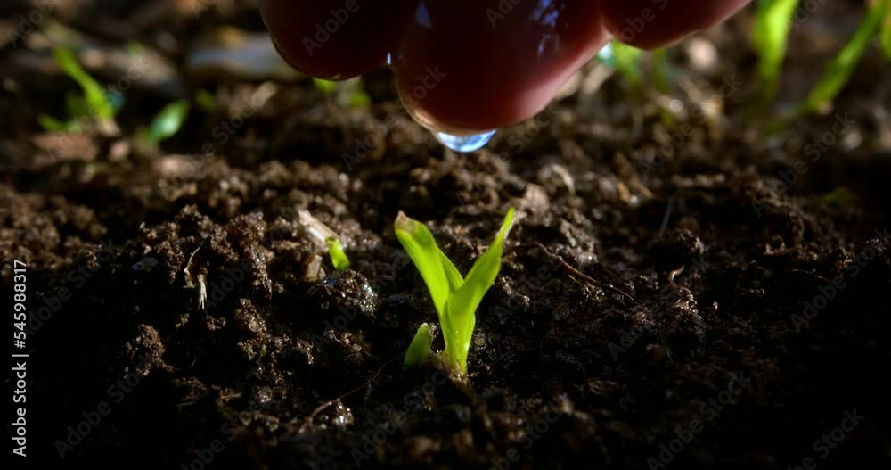 A farmer hand water green sprout. Green seedling in soil. Agriculture ...