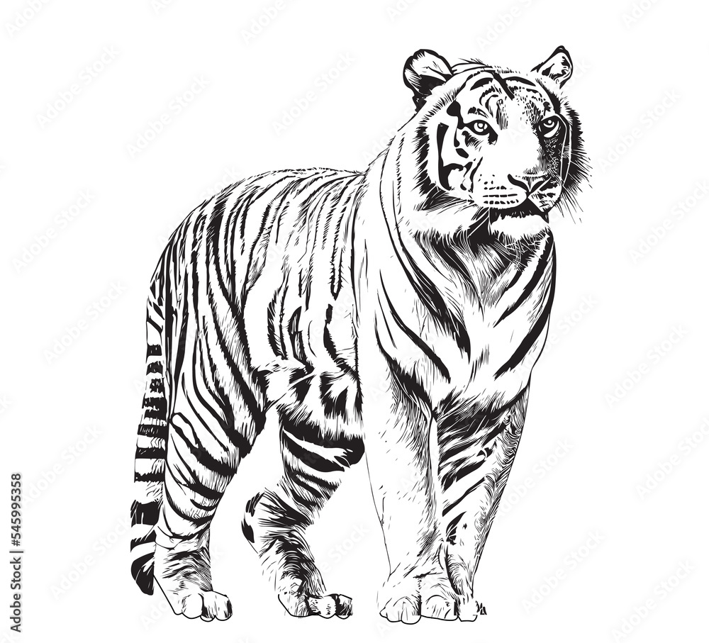 Tiger standing and looking into the distance hand drawn engraving style ...