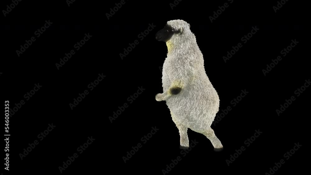 Sheep Dancing, Animal, 3d rendering, Animation Loop, cartoon, included ...