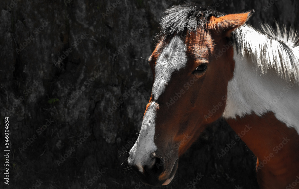 Caballo - Naturaleza - Animales - Granja - Cultivos - Silvestre ...