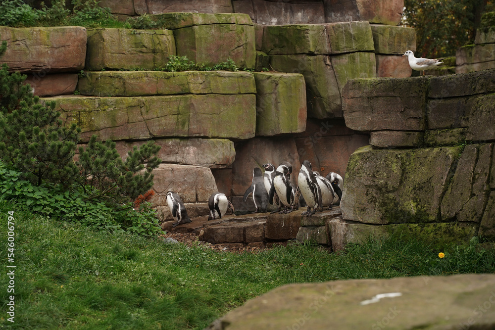Flock of penguins tramples among the rocks overgrown with greenery ...
