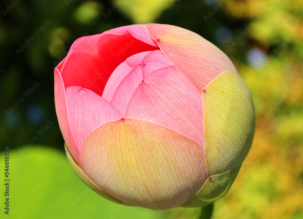 Lotus Flower Names | Best Flower Site